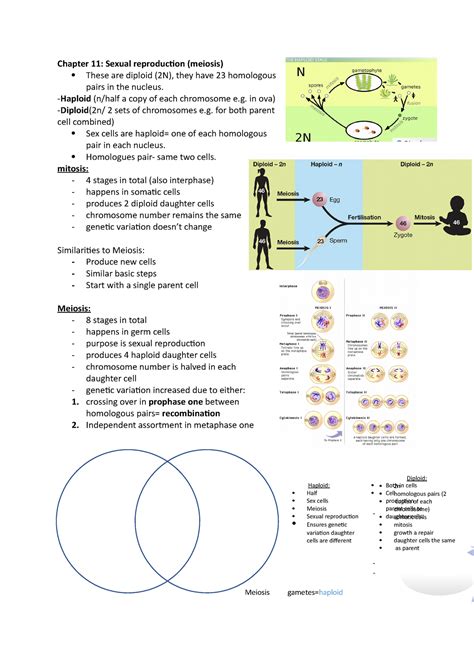 Chapter BIOLOGY Chapter Sexual Reproduction Meiosis These Are Diploid N They Have
