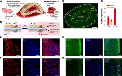 Trpv1 Expression In The Adrenal Gland A Adrenal Gland Anatomy The Download Scientific