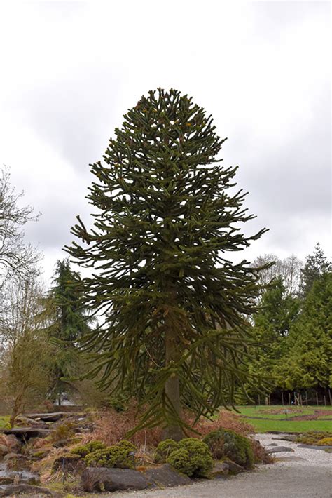 Monkey Puzzle Tree Araucaria Araucana In Issaquah Seattle Bellevue Redmond Renton Sammamish