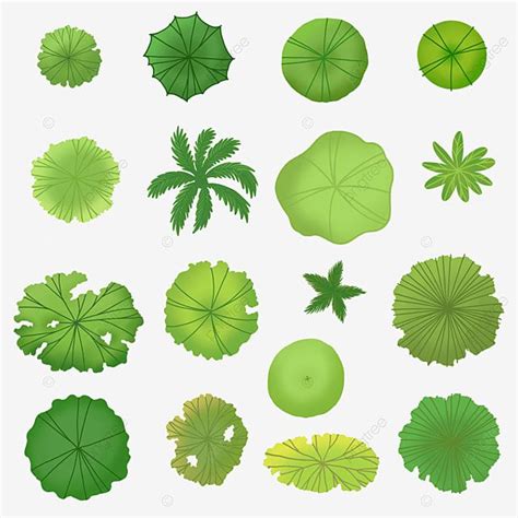 Tree Clipart Top View At Zac Ayers Blog