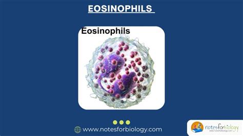 Eukaryotic Transcription Best Biology Notes Reference