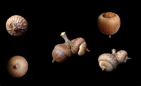 Acorn Identification Made Easy A Guide With Images Nut Geeks