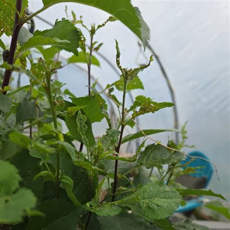 5 Secrets To Successfully Grow Dwarf Apple Tree 🍏