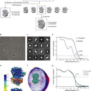 Cryo EM Image Processing Procedure A Overview Of Cryo EM Data