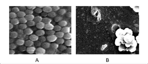 Staphylococcus Aureus Biofilm Analyzed By Scanning Electron Microscopy