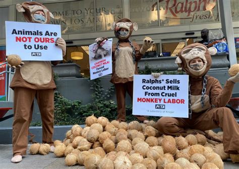PETA Slams Coconut Monkey Labour TTR Weekly