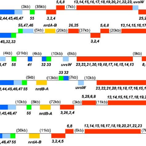 11 The Principle Of Illumina Sequencing Process A Dna Is Converted