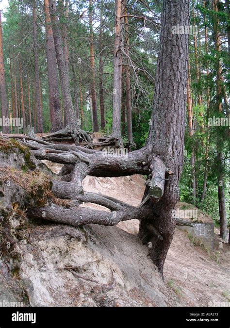 Tree Roots Exposed River Erosion Hi Res Stock Photography And Images Alamy