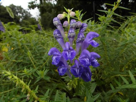 기타 황금 기타 생물종 Bric