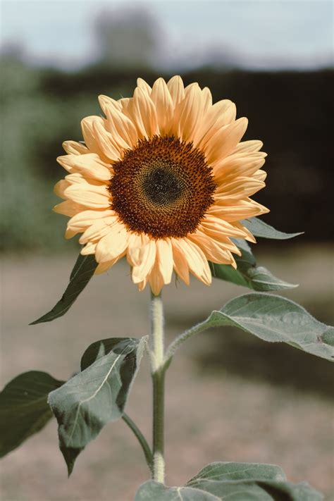 해바라기 모음 사진 무료 고품질 사진 다운로드 Freepik