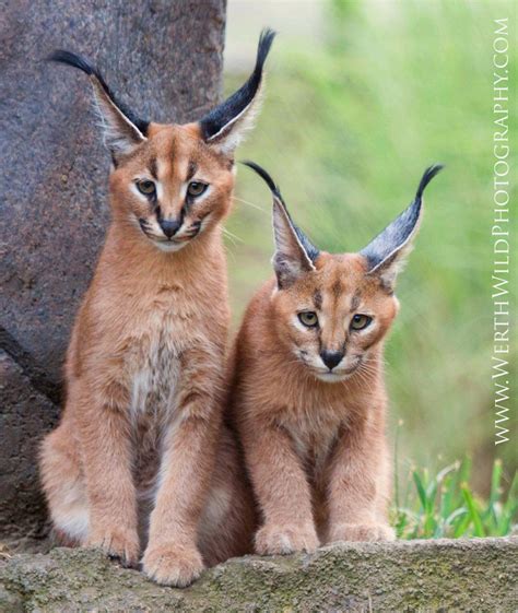Caracal Kittens Explore These Are 2 Of The 3 Caracal Kit… Flickr