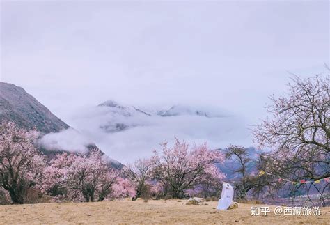 林芝桃花3日游1 才能get的小众玩法 知乎