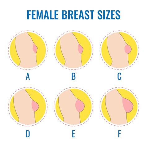 Different Breast Shapes Chart What Is A List Of Bra Sizes From