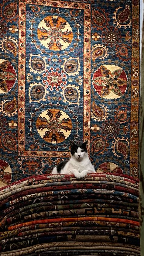 Каш Турция котики кот кошечка киса кошка в 2025 г Викторианские обои Фоновые рисунки телефона