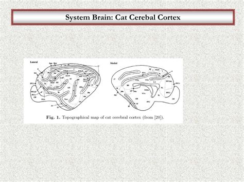 Ppt Synchronization And Complex Networks Are Such Theories Useful For Neuroscience