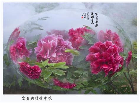 請欣賞鏡中花水中月的這份恬靜之美 每日頭條