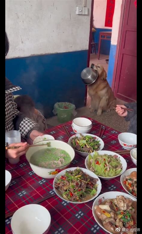 家里开饭了，狗狗叼着它的碗也来到桌子旁边：给我也盛点饭啊！财经头条