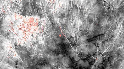 Drone Deer Recovery Services In Wisconsin Find Your Deer Fast