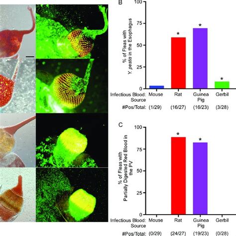 Model Of Early Phase Regurgitative Transmission Of Y Pestis By Pier Download Scientific