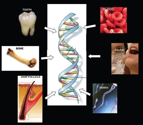 Forensic Science Dna