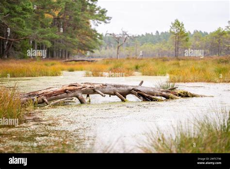 Fallen Dead Tree In Swamp Autumn Landscape Fallen Trunk Old Tree On