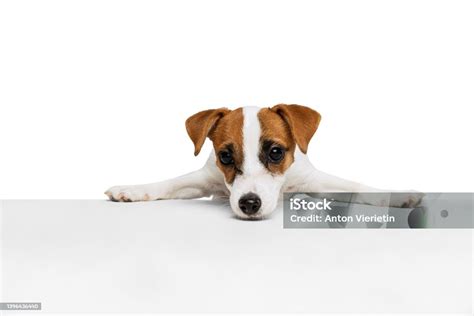 귀여운 잭 러셀 테리어 강아지가 하얀 스튜디오 백고룬드 위에 고립된 테이블에 기대어 있는 모습 개에 대한 스톡 사진 및 기타