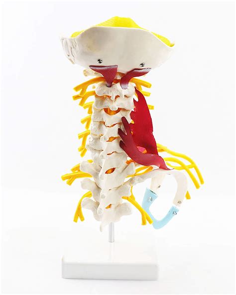 1 1human Cervical Spine Model Pvc Brachial Plexus Neuromuscular Model Desertcart India 1 1human Cervical Spine Model Pvc Brachial Plexus Neuromuscular Model Desertcart India