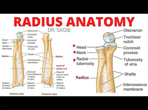 Radius Bone Diagram