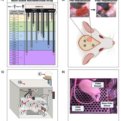 Experimental Setup And Microelectrode Array Implantation A Diagram