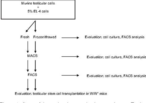 Figure From The Efficiency Of Magnetic Activated Cell Sorting And Fluorescence Activated Cell
