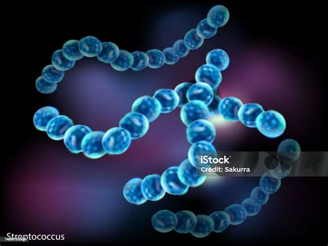 연쇄상 구균의 벡터 그림입니다 그람 양성 구균 또는 구형 박테리아 연쇄상 구균 화농성 세포 폐렴구균에 대한 스톡 벡터 아트 및 기타 이미지 Istock