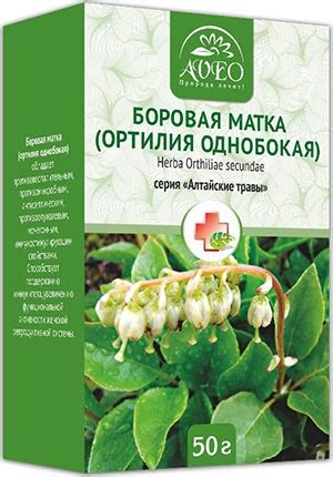 Настойка боровой матки