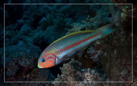30 Types Of Wrasse For Reef Tanks With Pictures
