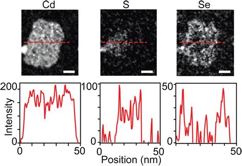 Elemental Analysis Of Graded Cdscdse Corecrown Nanoplatelets Using Download Scientific