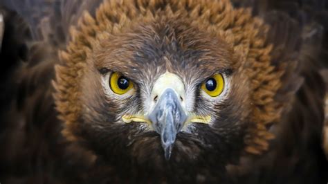 Evolution Bird Fossils At Hazel Anderson Blog