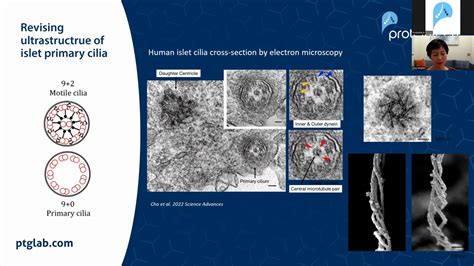 Cilia