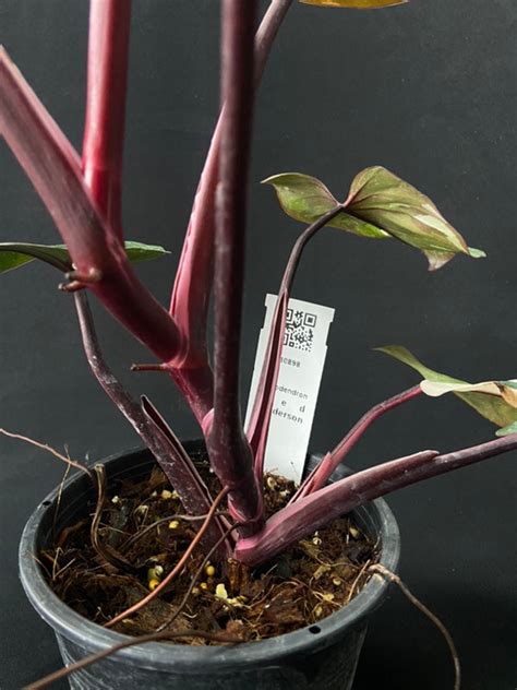 Philodendron Red Anderson Amazon Garden Thailand