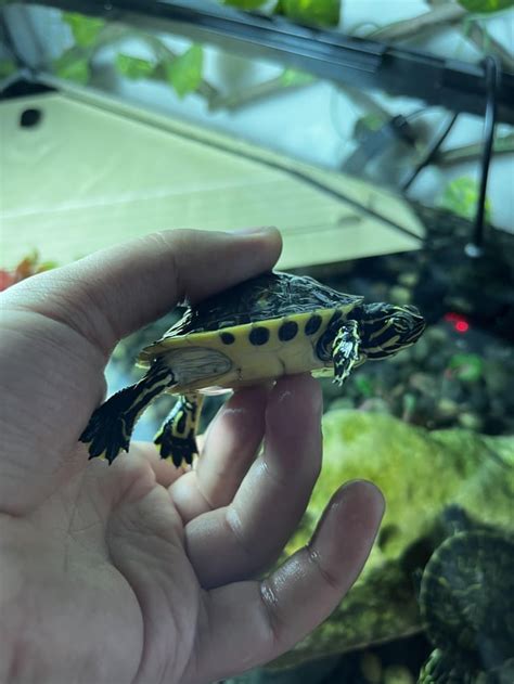 Turtle Breed And Gender R Turtle