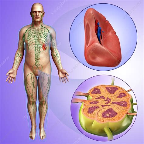 Human Spleen And Lymph Node Illustration Stock Image F Science Photo Library