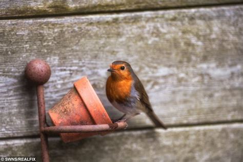 Stunning Robin Pictures By Secret Snapper Chosen To Be Used By Rspb