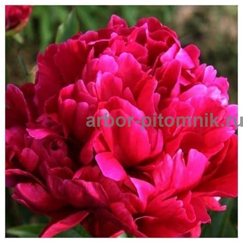 Саженцы пиона Карл Розенфилд купить в Москве и Подмосковье недорого из ...