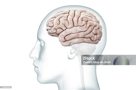 Cerebral Cortex Or Hemisphere Profile View With Body Accurate 3d Rendering Illustration