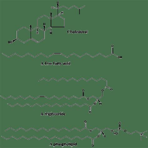 Diferencia entre carbohidratos y lípidos Prodiffs