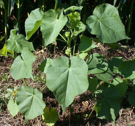 Vegetable Velvetleaf Center For Agriculture Food And The Environment At Umass Amherst
