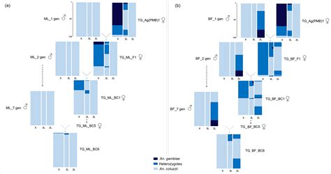 Introgression Of A Synthetic Sex Ratio Distortion Transgene Into