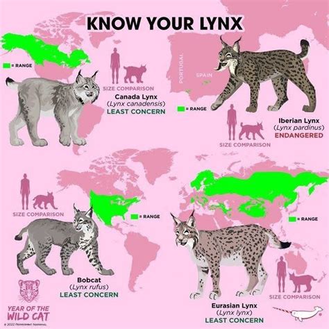 How To Tell The Difference Between A Bobcat And A Canada Lynx Artofit