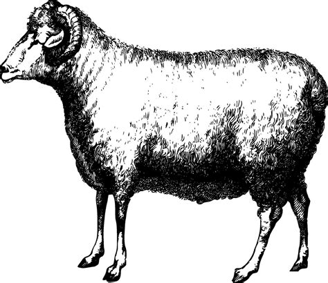 Sheep Silhouette Vector On White Background 35509381 Vector Art At Vecteezy