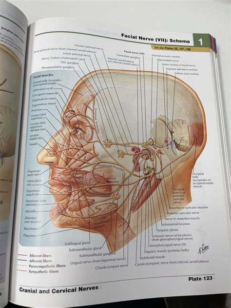 This Dude From Netters Atlas Of Human Anatomy Looks Like Maynard R Toolband