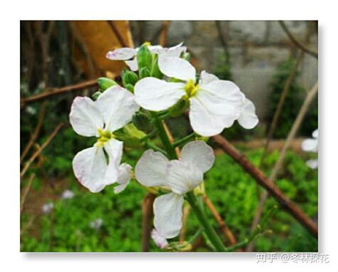 5月2日生辰花 莱菔花 知乎