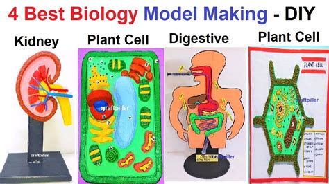 4 Biology Science Project Model Making For Science Exhibition Diy Simple And Easy